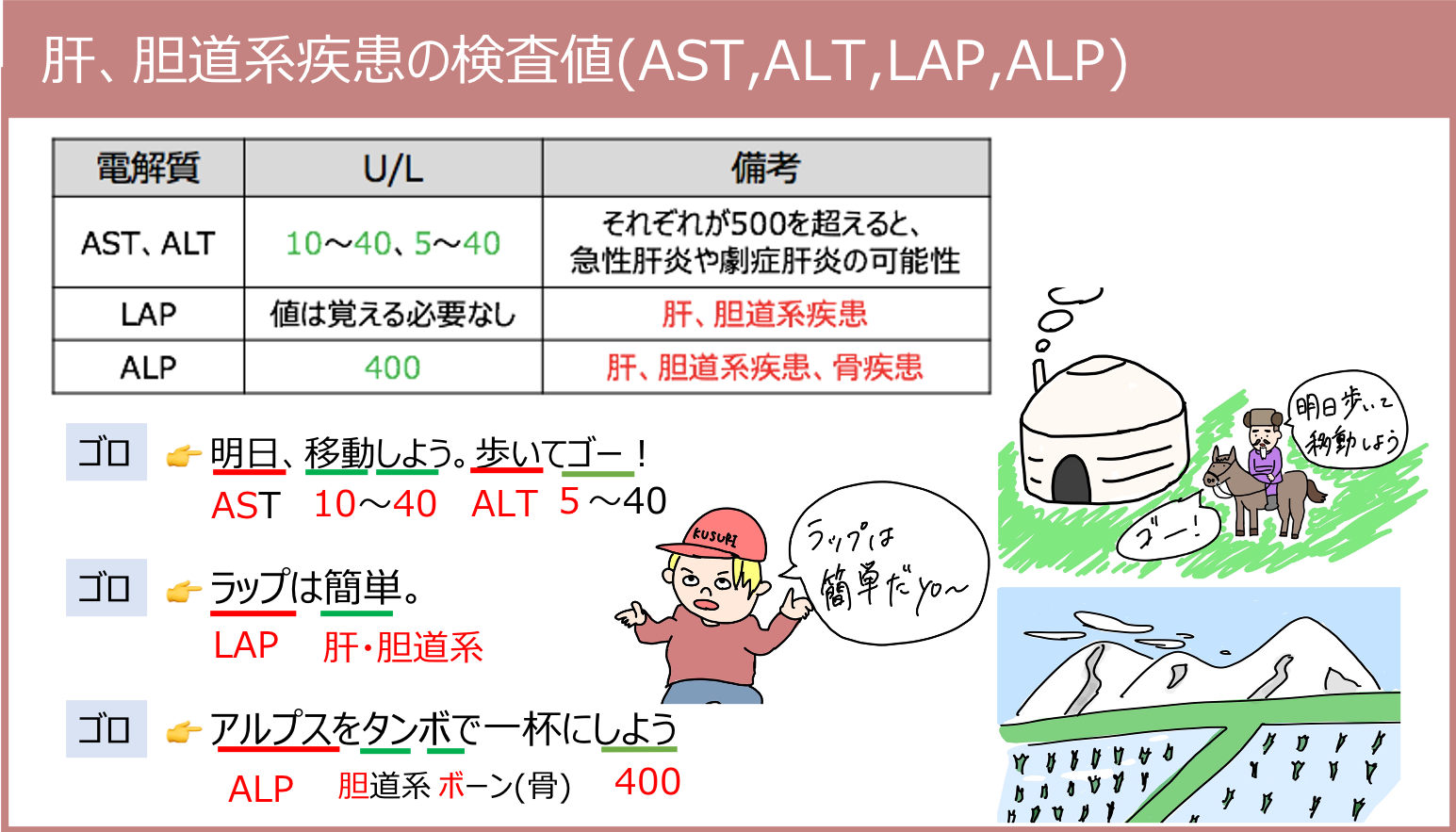 肝・胆道系疾患の検査値(AST,ALT,LAP,ALP) | 薬剤師国家試験対策学習塾 | YAKU/BASE