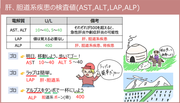 肝・胆道系疾患の検査値(AST,ALT,LAP,ALP) | 薬剤師国家試験対策学習塾 | YAKU/BASE